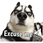 Are you serious? - getsticker.com - Stickers for WhatsApp and iMessage ...