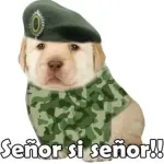 senor si senor!! - getsticker.com - Stickers for WhatsApp and iMessage ...